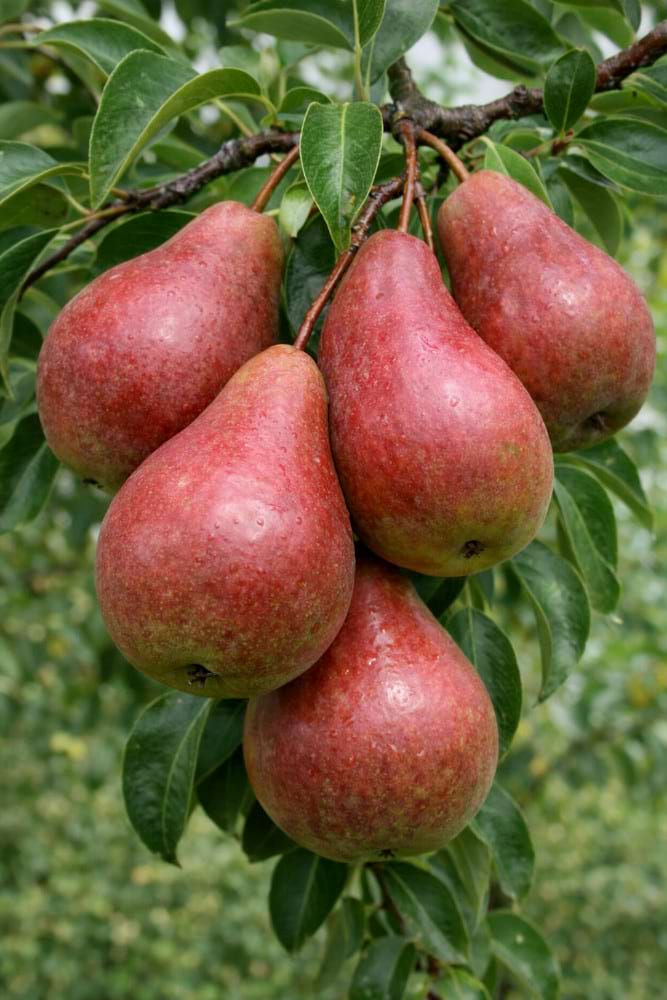 Grusza Dicolor | DrzewkaOwocowe24